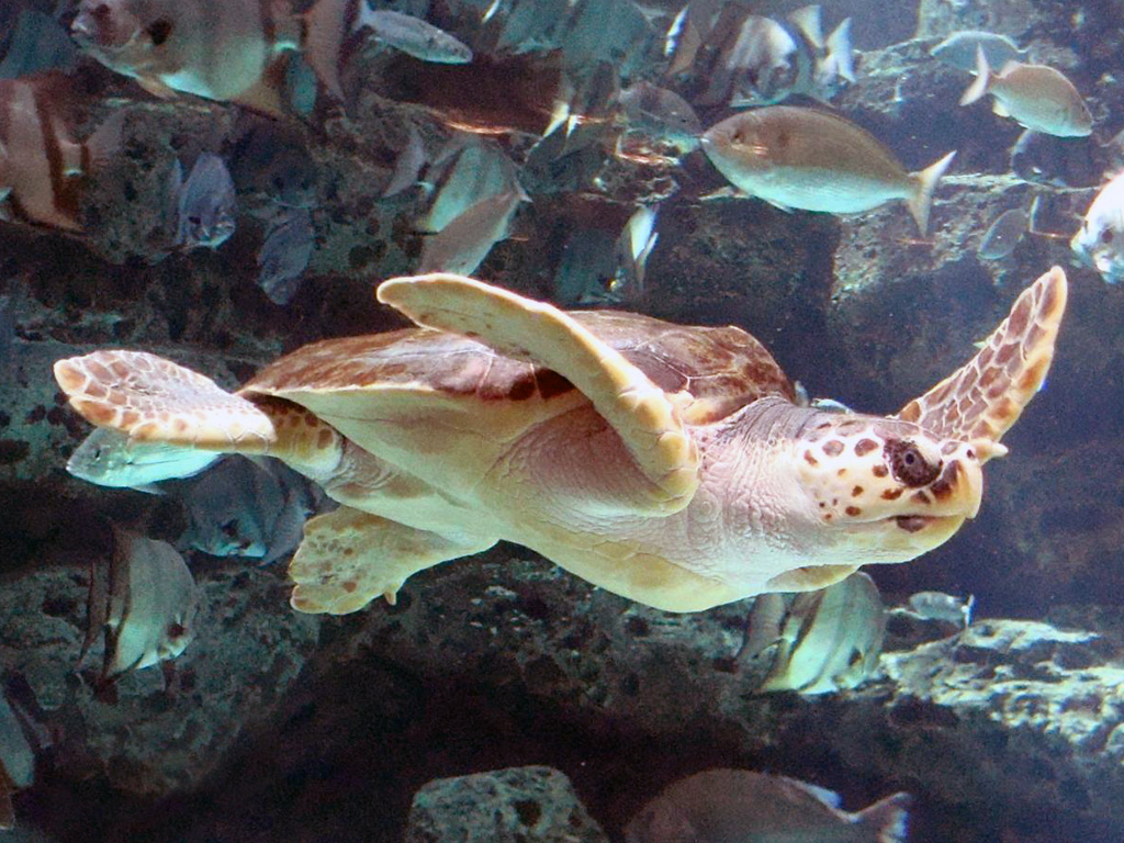 Logger Blogger: Let's safe loggerhead sea turtle